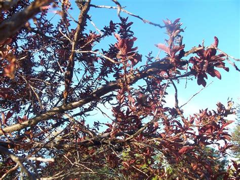 Whats Wrong With My Flowering Purple Plum Tree And What Can I Do