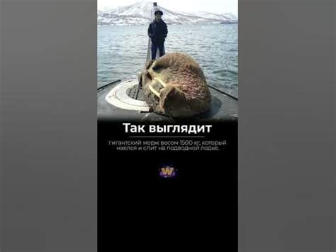 ЭТОТ МОРЖ СПИТ НА ПОДВОДНОЙ ЛОДКЕ - YouTube