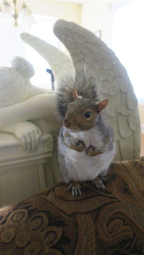 Pearl The Squirrel Our Christmas Angel