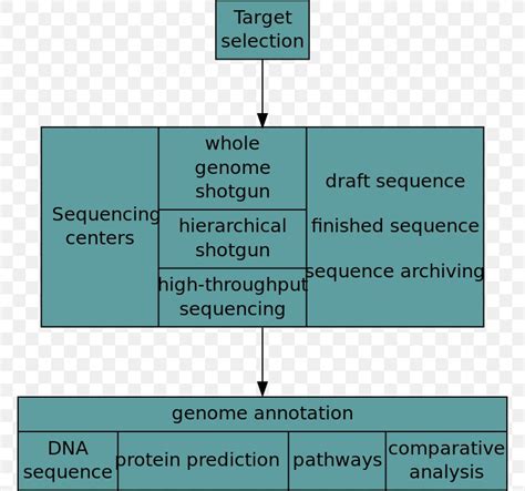 Human Genome Project Genomics Whole Genome Sequencing Png 766x768px Human Genome Project