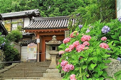 紫陽花開漫步日本各地遇見初夏好風光 All About Japan