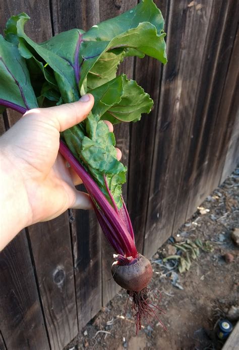 Ruby Queen Beet Greens And Machines