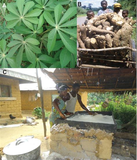 Recent Biotechnological Advances In The Improvement Of Cassava Intechopen