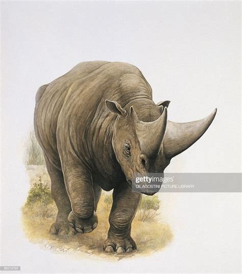 Rhinoceros Walking In The Forest Prehistoric Wildlife Ancient