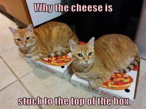 Top 20 Cat Memes Of The Week Cheezburger Users Edition 318 Artofit
