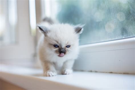 스튜디오의 신성한 버만 새끼 고양이 순종 고양이 고립 된 배경 가축에 대한 스톡 사진 및 기타 이미지 가축 갈색 고양잇과
