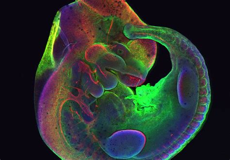 Illuminating Craniofacial Development The Scientist