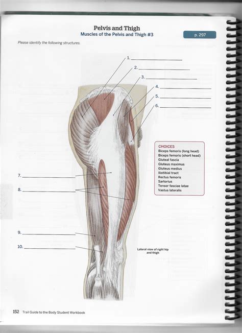 Muscles Of The Pelvis And Thigh 3 Diagram Quizlet