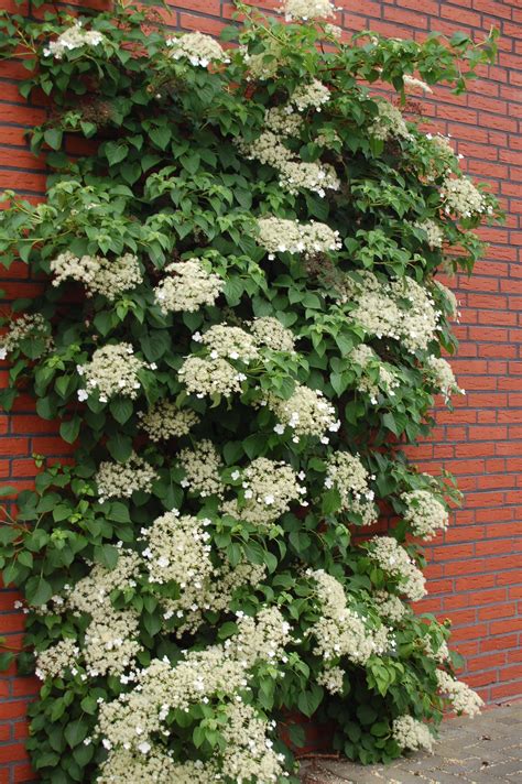 Climbing Hydrangea Design