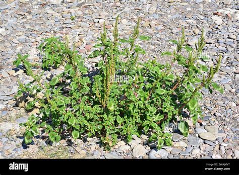 Large Fruit Amaranth Amaranthus Deflexus Is An Annual Or Perennial