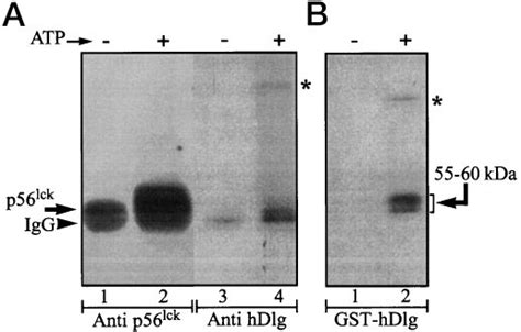 Immune Complex In Vitro Kinase Assay And Anti Phosphotyrosine Western