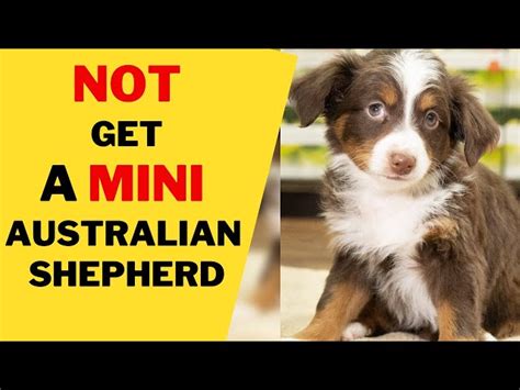 Miniature American Shepherd