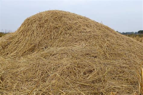 Close Up Of Rice Straw Hay In The Paddy Rice Field Stock Image Image