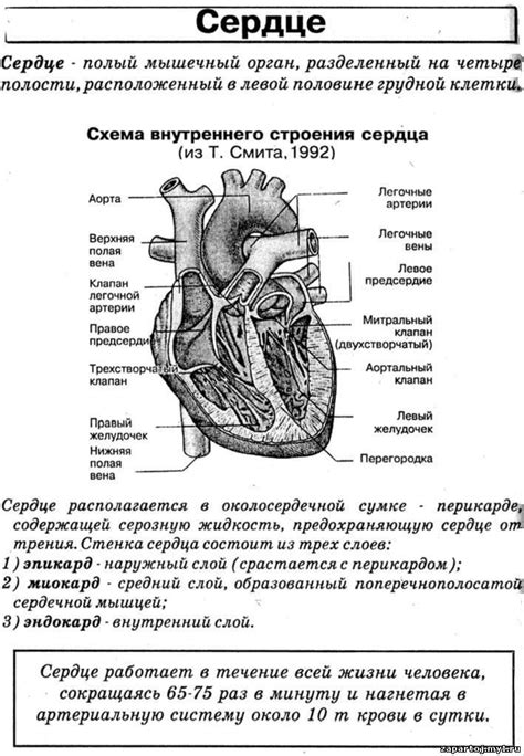 Біологія8 Углубленное изучение биологии Научные плакаты Биология