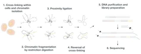 Chromatin Conformation Oxford Nanopore Technologies