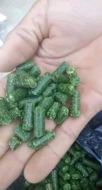 Alfa Alfa Feeding Pellets Professional Egypts