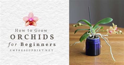 Orchids For Beginners Empress Of Dirt