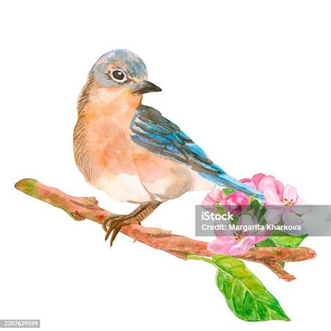 동부 파랑새와 분홍색 꽃 가지가 있는 수채화 작품으로 꽃 새싹 및 잎이 흰색으로 고립되어 있습니다 벚꽃 벚꽃 아몬드 매화 배꽃의 봄꽃 0명에 대한 스톡 벡터 아트 및 기타