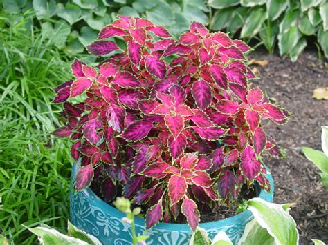 Coleus