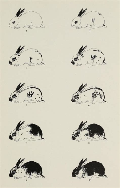 A Variety Of Possible Fur Patterns For Dutch And E Tumbex