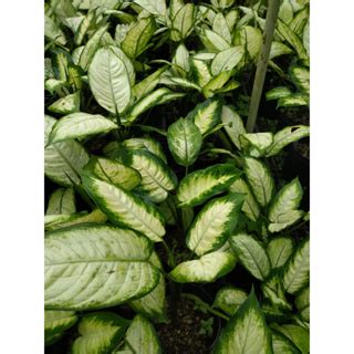 碧路蘭旅 粗助草 3吋盆 白玉 青玉 虎斑 萬年青 耐陰植物 盆栽 室內擺飾 蝦皮購物