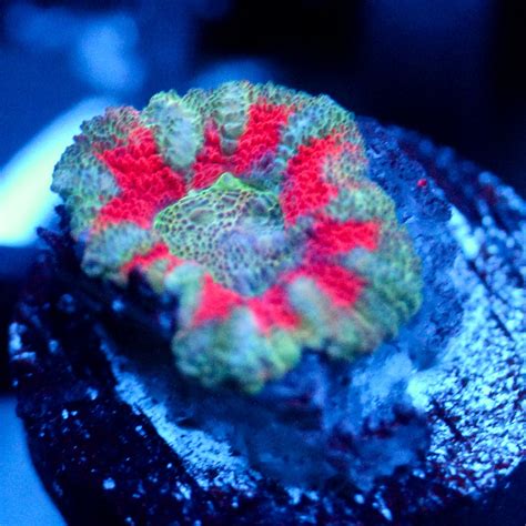 Jc Teal Tiger Acan Jersey Corals
