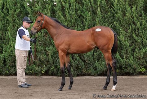 【セレクトセール】注目の新種牡馬コントレイル産駒、5・2億円を筆頭に8頭が億超え／まとめ 競馬写真ニュース 日刊スポーツ