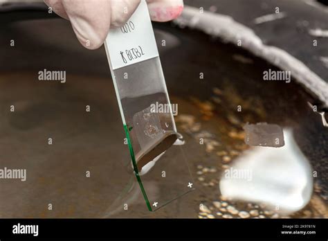 Scientist Preparing A Paraffin Embedded Tissue For Pathology Analysis Floating Method For