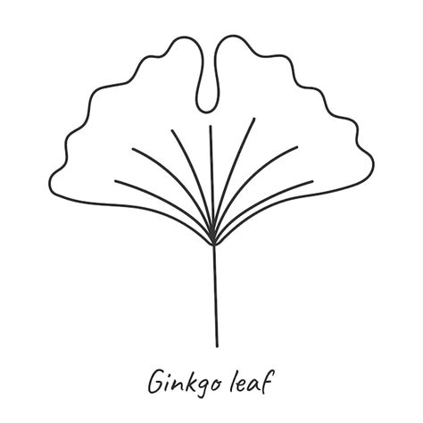 Premium Vector Ginkgo Leaf Outline Vector Illustration