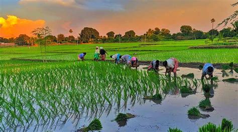 Crop Pest Index 57 Major Pests Of Paddy