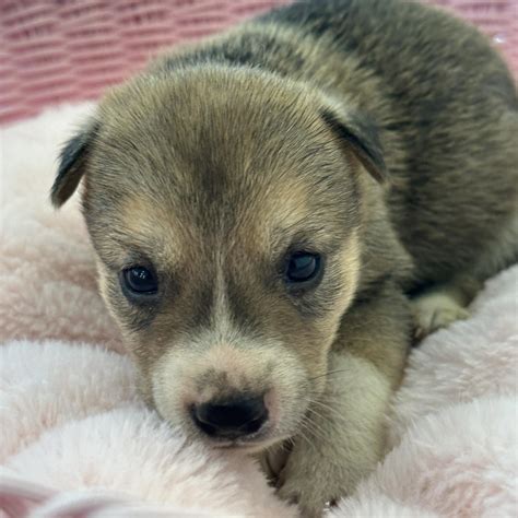 믹스견 노랑 스피츠성격 시바견성격 시베리안허스키성격 시츄성격 요크셔테리어성격 웰시코기성격 이탈리아그레이하운드성격 치와와성격 코카스파니엘성격 폼스키성격 폼치성격 폼피츠성격