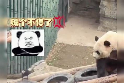 大胆乌鸦薅熊猫屁股毛，熊猫忍无可忍回头教训，游客 第一次看到熊猫“皱眉头”。