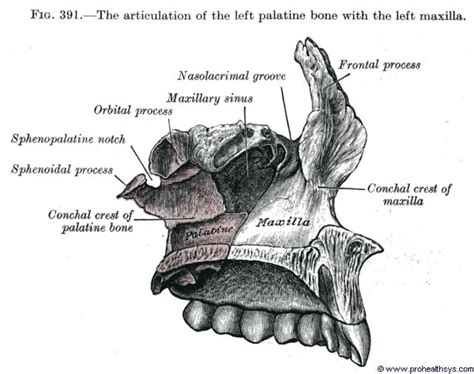 Infratemporal Surface Of Maxilla