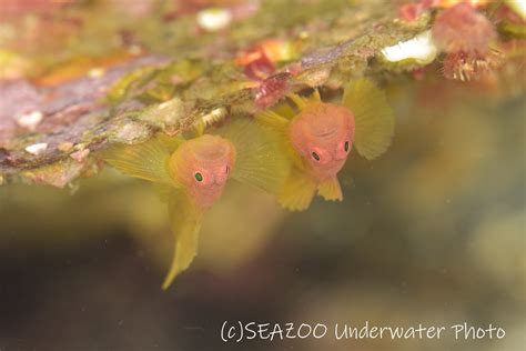 柏島の海ブログ キンセンイシモチの産卵柏島