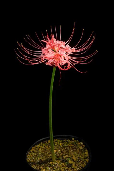 Spider Lily Danbooru