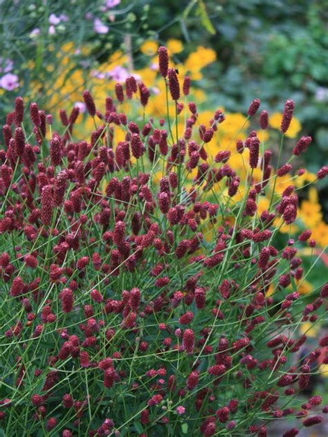 Кровохлебка Лекарственная Sanguisorba Officinalis Tanna – Telegraph