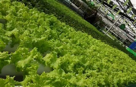 高產無土栽培技術優勢與管理措施 每日頭條