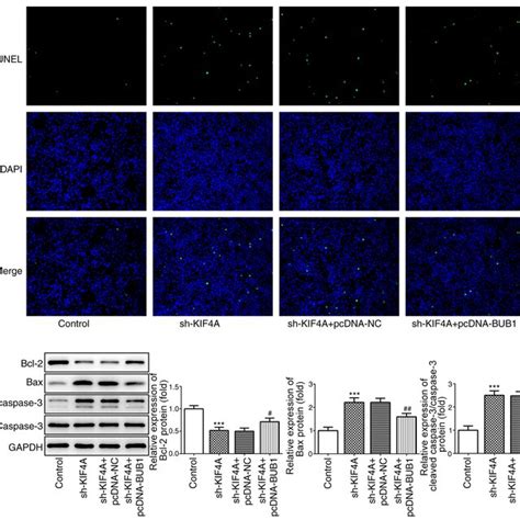 BUB1 Overexpression Reverses KIF4A Induced Cell Apoptosis A TUNEL