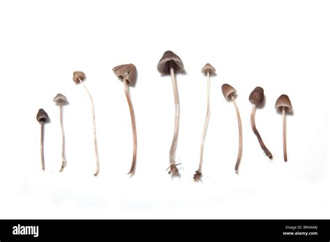 Magic Mushrooms Psilocybe Semilanceata Or Liberty Cap Isolated On A