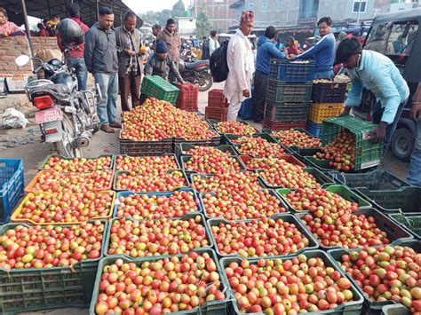 गोलभेँडाले उचित मूल्य नपाउँदा किसान चिन्तित