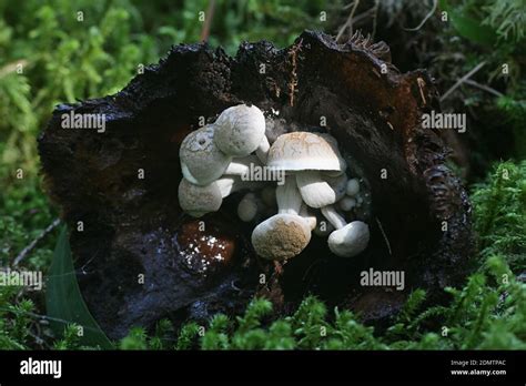 Asterophora Lycoperdoides Powdery Piggyback Or Powder Back Wild