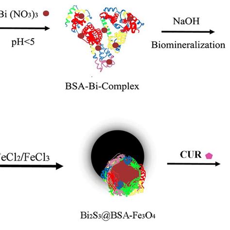 Schematic Illustration Of The Synthesis Steps Of Cur Loaded