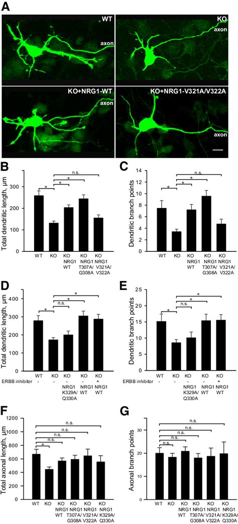 The Development Of Cortical Dendrites But Not Axons Specifically