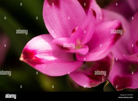 Curcuma alismatifolia in variety Siam Special. Also known as Siam or ...