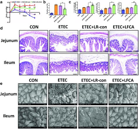 Effect Of Oral Administration Lr Lfca To Newborn Piglets On Intestinal