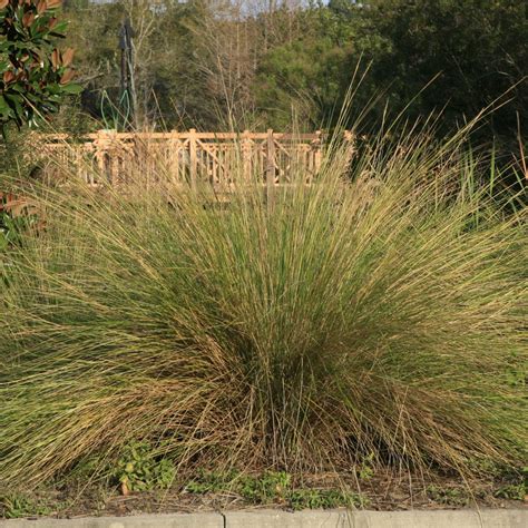 Sand Cordgrass Sandhills Native Nursery