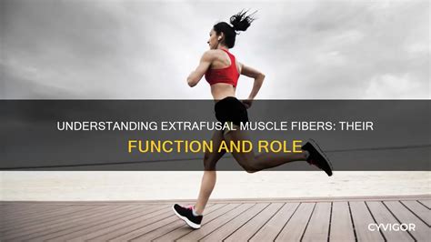 Understanding Extrafusal Muscle Fibers Their Function And Role Cyvigor