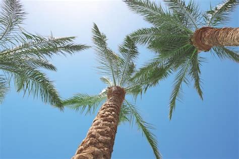 Premium Photo Palm