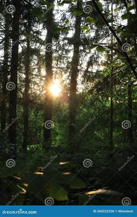 Schöner Sonnenstrahl Durch Bäume in Einem Wald Stockfoto Bild von