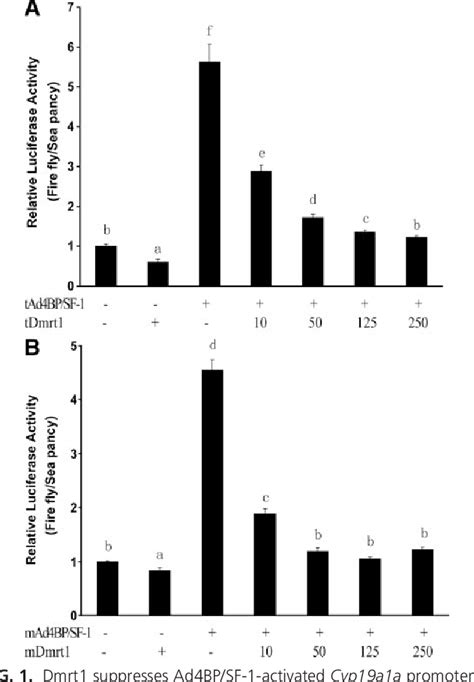 Figure 1 From Doublesex And Mab 3 Related Transcription Factor 1
